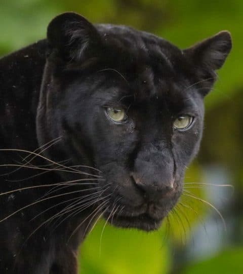 Panthère noire - Zoo de La Boissière du doré