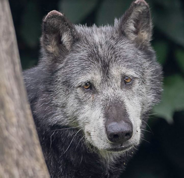 Loup du Canada et de l’Alaska - Zoo de La Boissière du doré