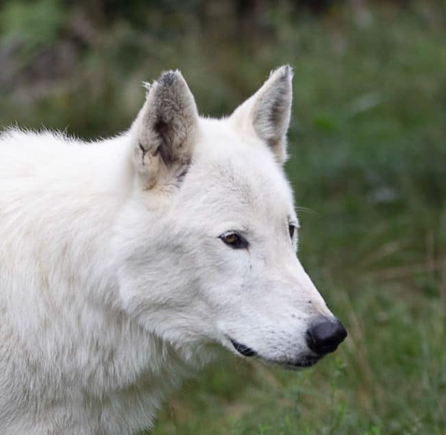 Loup du Canada et de l’Alaska - Zoo de La Boissière du doré