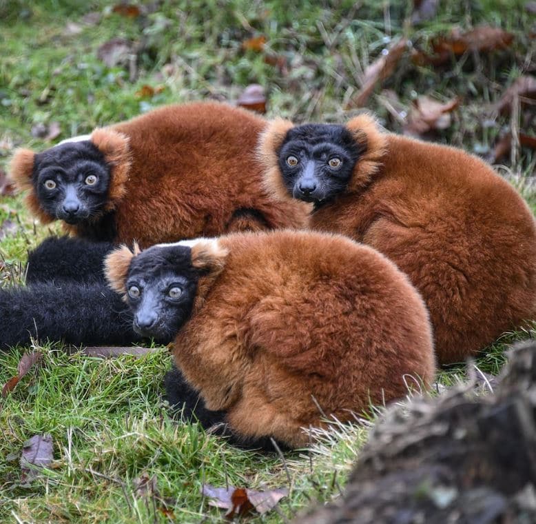 Vari roux - Zoo de La Boissière du doré