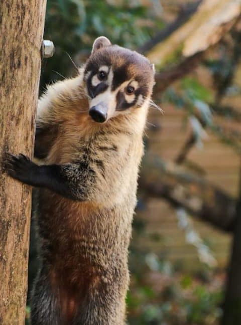 Coati à nez blanc - Zoo de La Boissière du doré